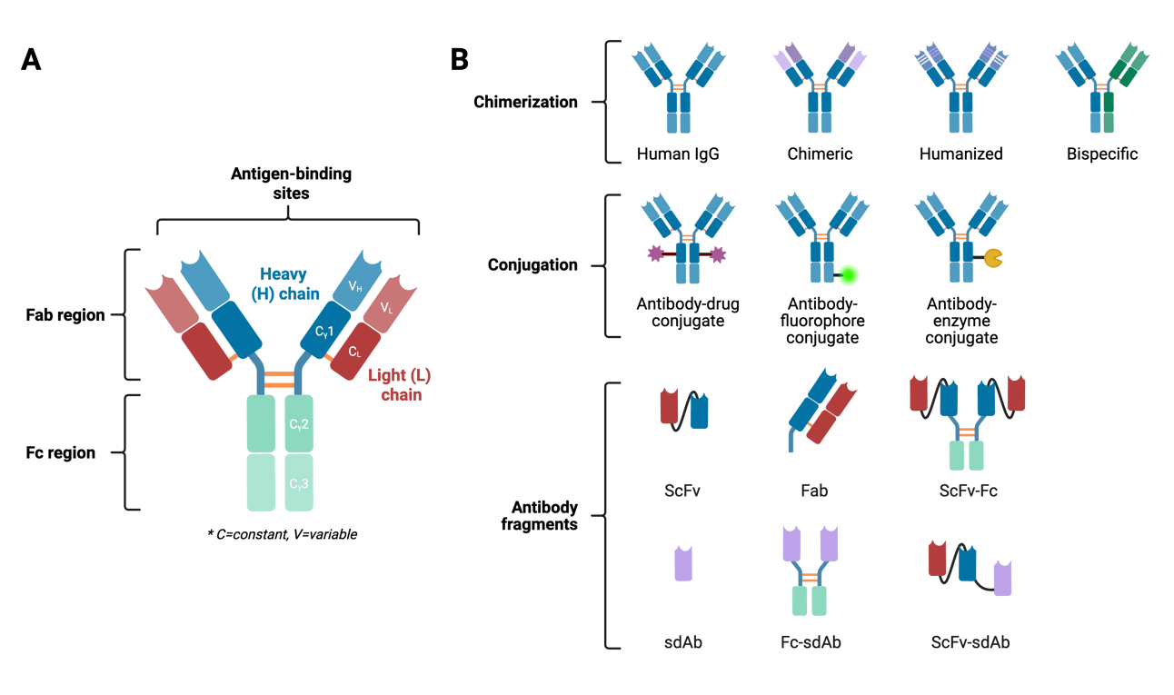Antibodies 101: Antibody Engineering and Directed Evolution